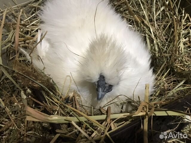 Породистые китайские шелковые