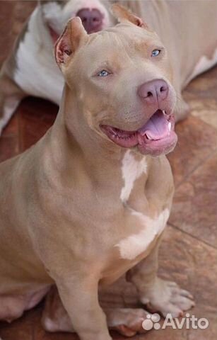 Американский булли x
