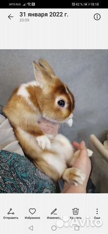 Кролик самец (услуги самца)