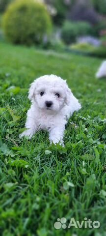 Бишон фризе