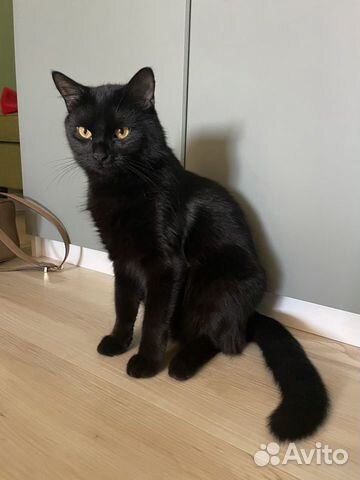 Котик Семен (1 год) ищет дом