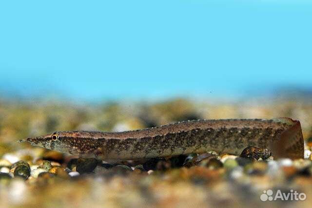 Макрогнатус циркумцинктус