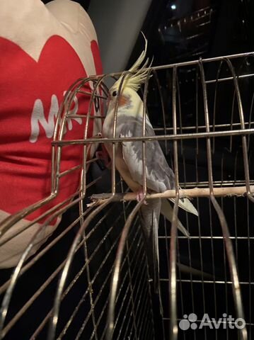 Попугай корелла самка вязка