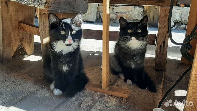 Котята сибирской породы пристрою в добрые руки