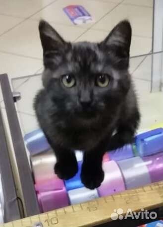 Котенок в добрые руки