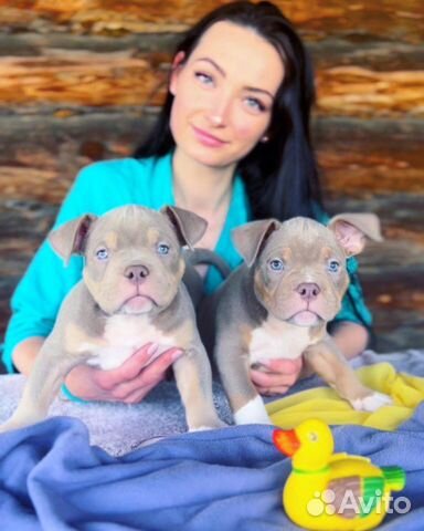 Отдам - Американский булли щенки