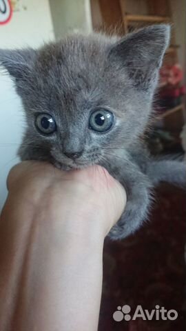 Сирота котенок ищет родителя