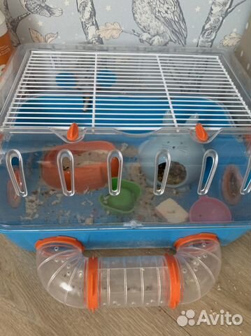 Джунгарский хомяк