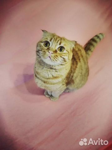 Стерилизованая, привитая Злата ищет дом