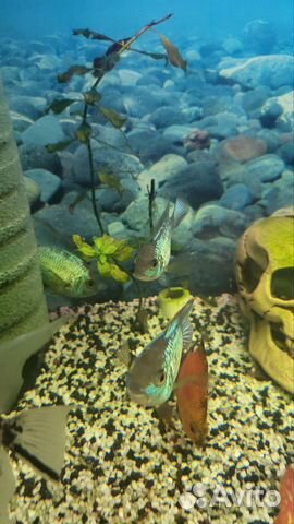 Наннакара электрик блю