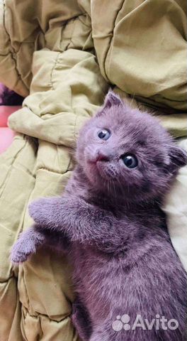 Британские котята