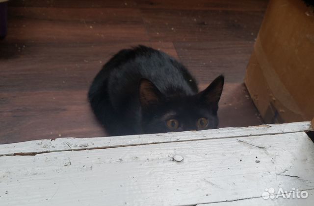 Кажется за мной хвост