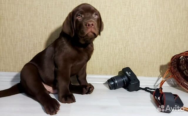 Шоколадные и черные щенки