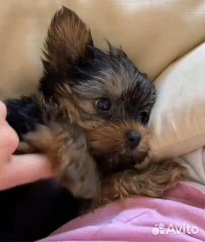 Щеночек Йоркширского терьера