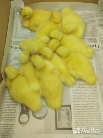 Индоутята суточные