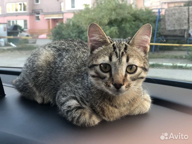 Марыся ищет дом