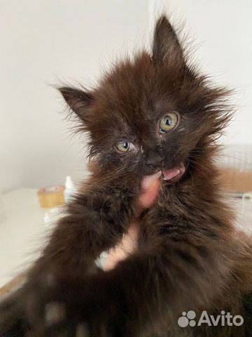 Котенок в добрые руки