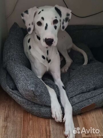 Далматин девочка 2,5 года