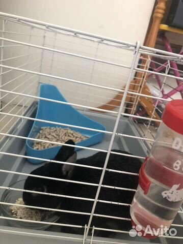 Декоративный кролик с клеткой