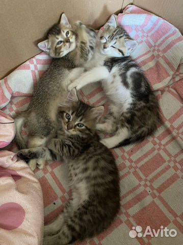 Пушистые котята в добрые руки