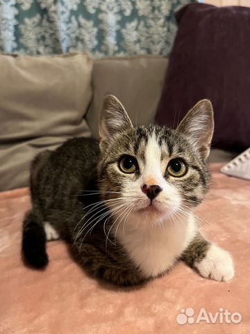 Котенок Компот в добрый руки