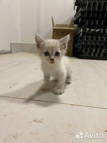 Котенок мальчик