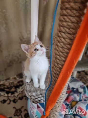 Кошка за символическую плату