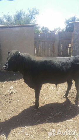 Бычок на племя