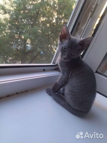 Кошки