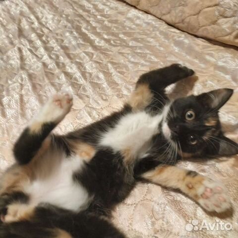 Маленькая малышка ищет дом