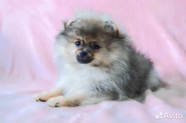 Шпиц милашка, заводной - померанский шпц