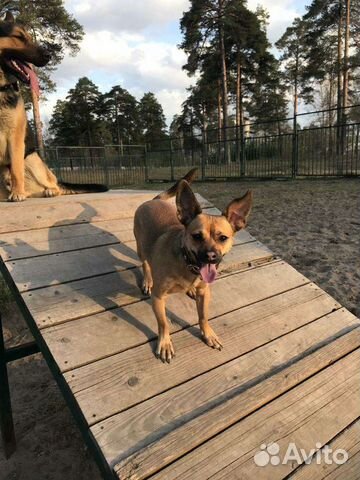 Метис Той-терьера