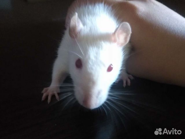 Крыса с Клеткай