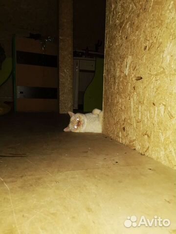 Котик ждет невесту