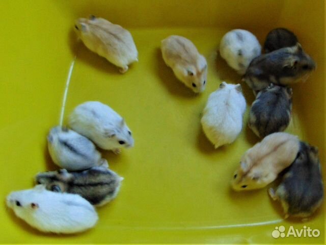 Ручные джунгарские хомяки - цветные, клетки