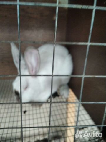 Кролики мясных пород