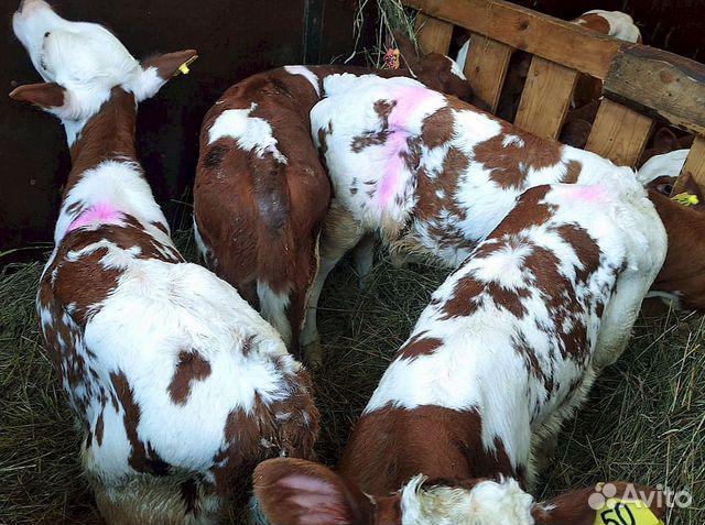 Телята, бычки, тёлочки породистые