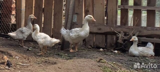 Продам гусят 4 головы цена 500