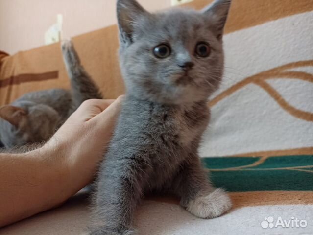 Отдам котят, возраст 2 месяца