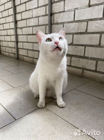 В добрые нежные руки кошечка