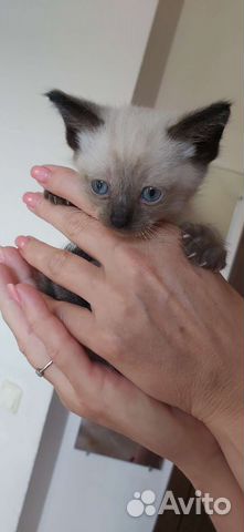 Сиамские котята