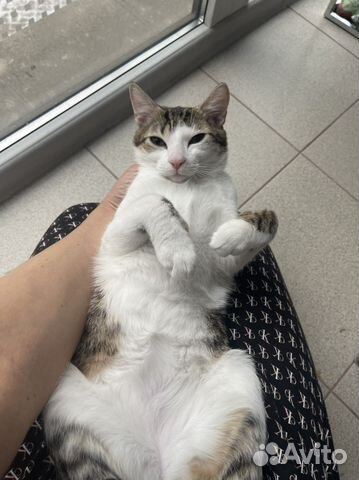 Котик 7 мес