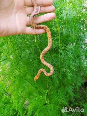 Полоз крысиный обсолета