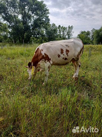 Коровы дойные