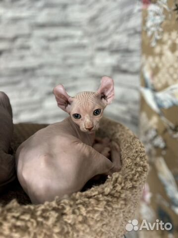 Женевра - эльф девочка белая