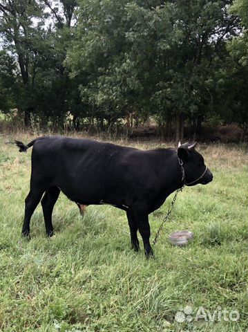 Бычки на откорм