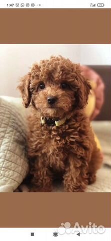 Милая Рэд Браун мальтипу