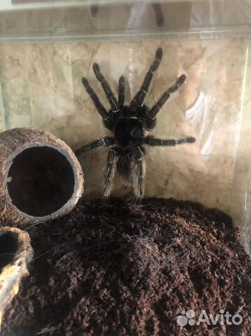 Паук Lasiodora parahybana