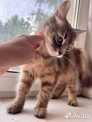 Кошка в добрые руки