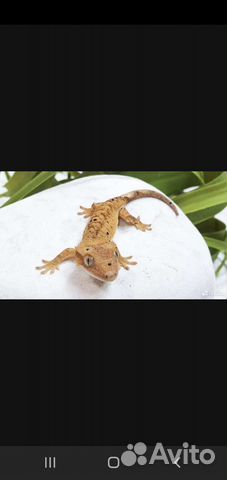 Реснитчатый бананоед